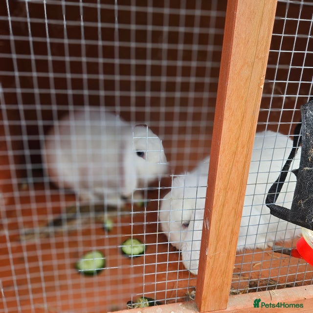 2 white female rabbits for sale in Wigan | Pets4Homes