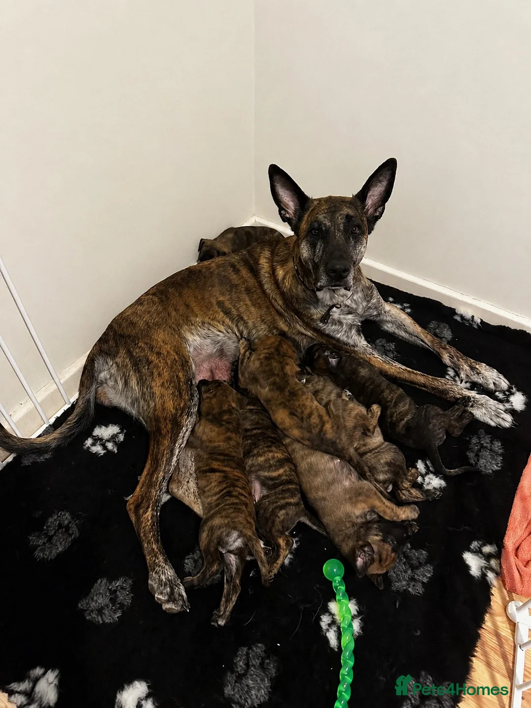 Dutch Shepherd Puppies for sale in East Grinstead | Pets4Homes