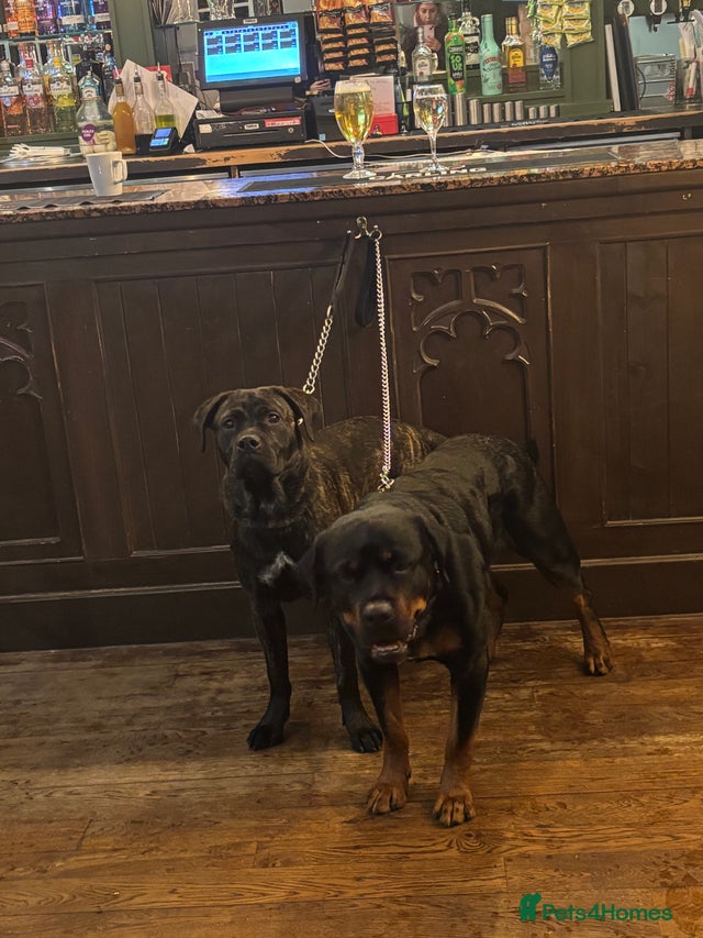 Rottweiler cross presa canario for sale in Hailsham | Pets4Homes