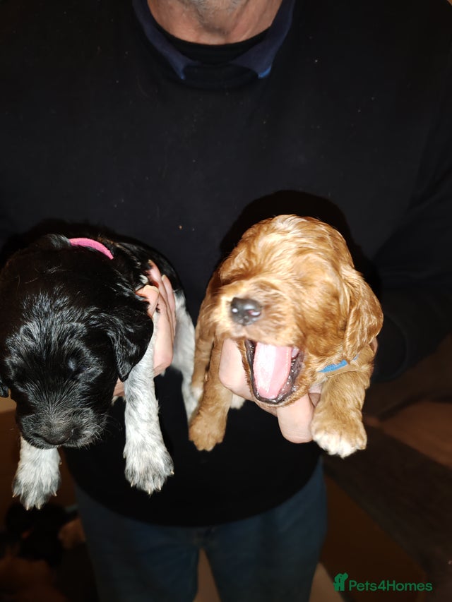 Family pet Milly gave birth to 7 lovely puppies for sale in ...