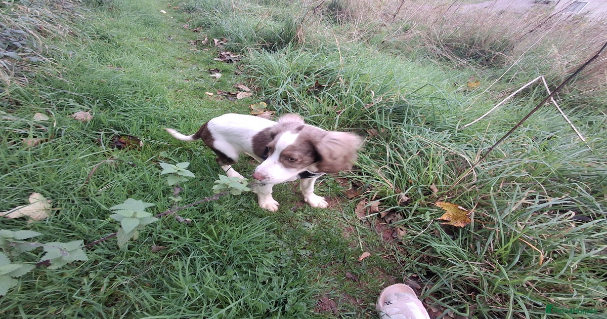 Charlie cocker spaniel for sale in Porth | Pets4Homes
