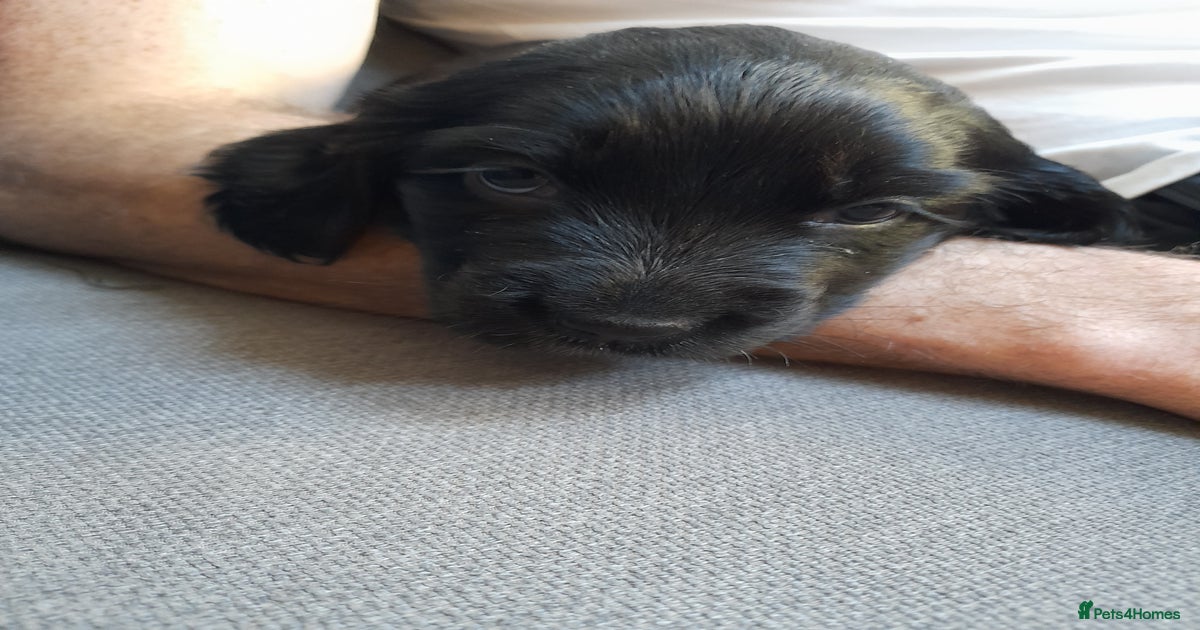 3/4 Golden cocker x 1/4 Sprocker for sale in Carrickfergus | Pets4Homes