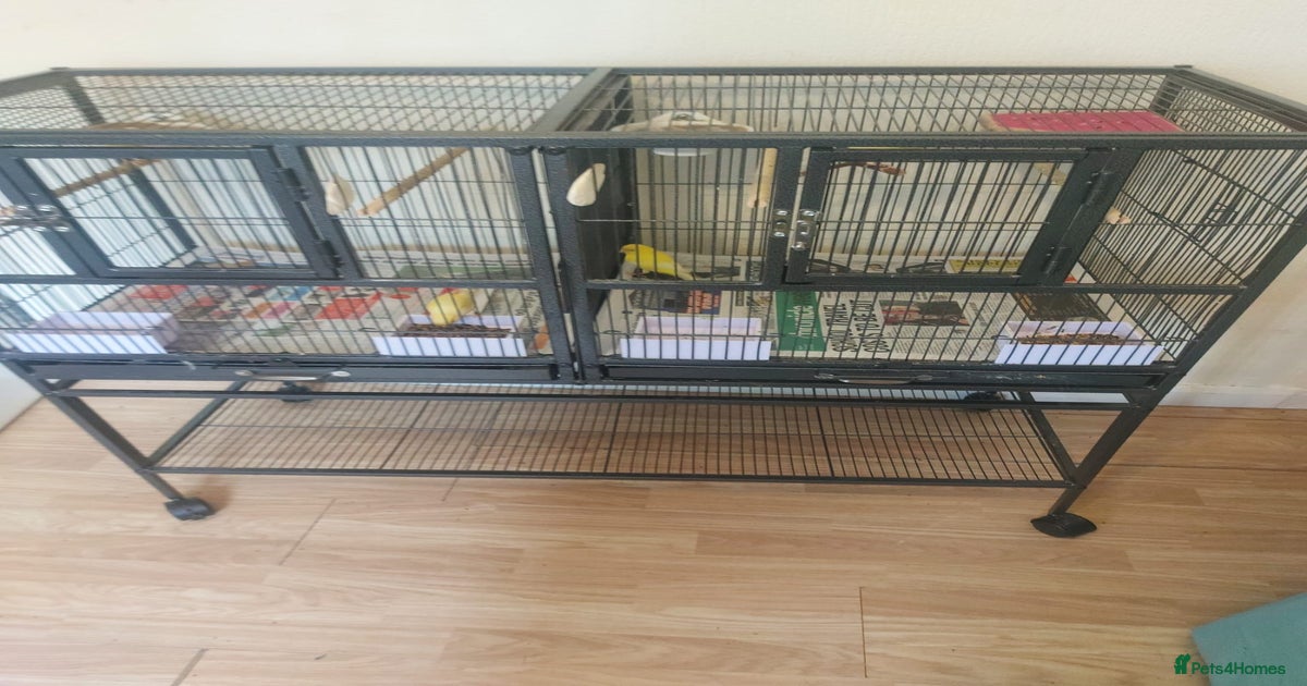 Breeding canaries for sale in Tipton | Pets4Homes