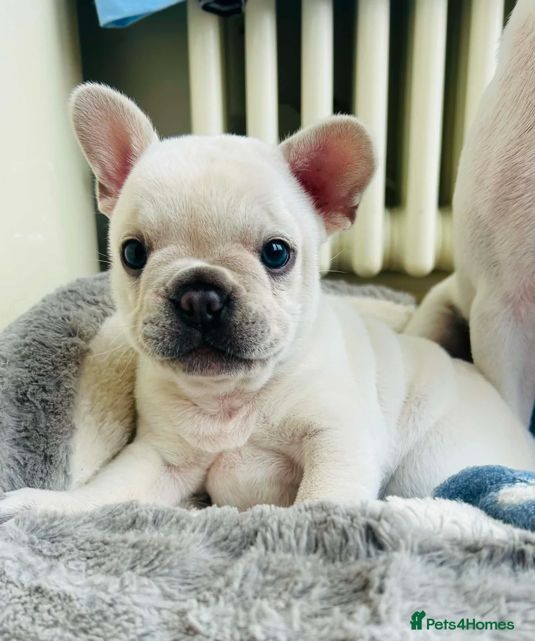 3/4 French bulldog for sale in Kettering | Pets4Homes