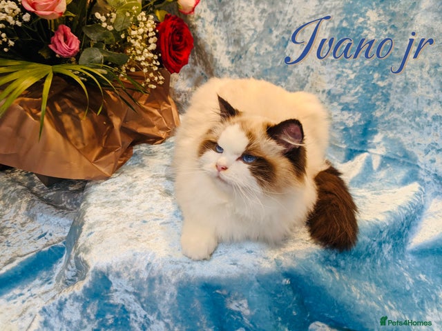 Top European Ragdoll Kittens for sale in Edinburgh | Pets4Homes
