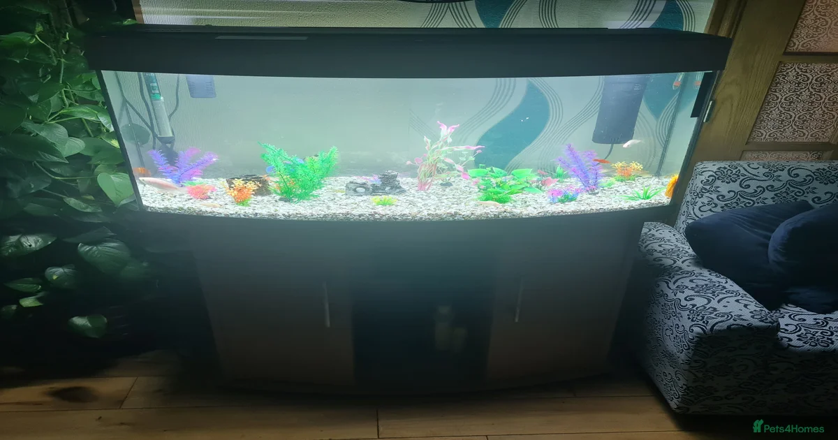 Aquarium Fish Tank with 15 fishes for sale in Peterborough | Pets4Homes