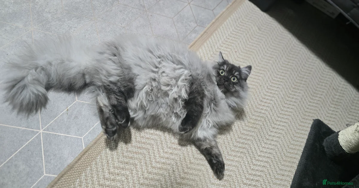 Doll face persian stud only proven stud for stud in Bradford | Pets4Homes