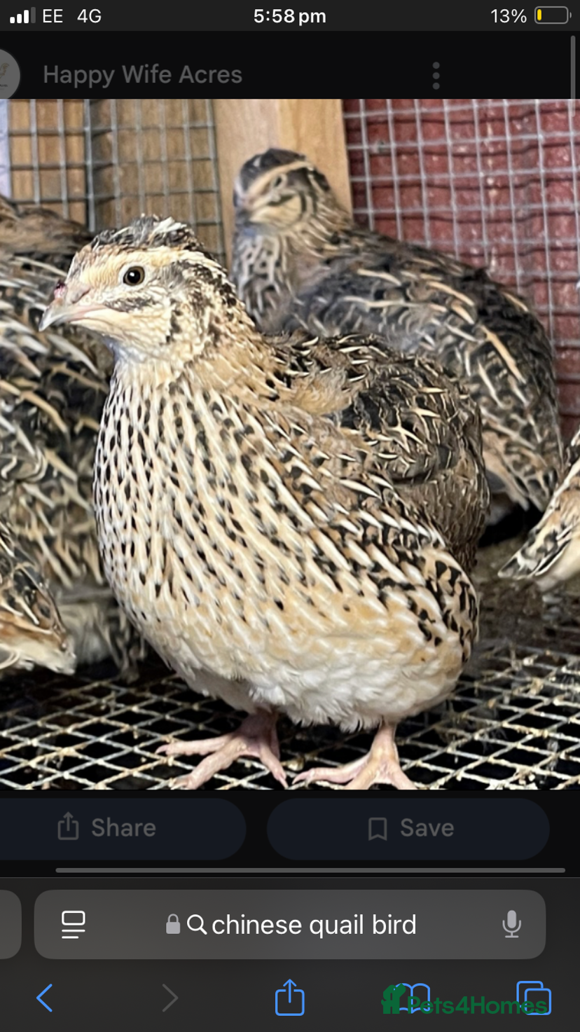 Chinese quail birds for sale in Amlwch | Pets4Homes