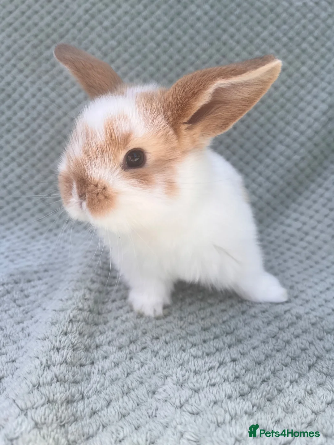 Wonderful mini lop kits for sale in Wells | Pets4Homes