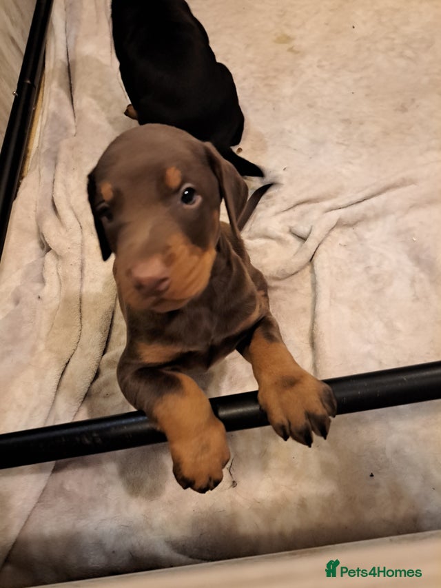 Doberman puppies for sale in Warrington | Pets4Homes