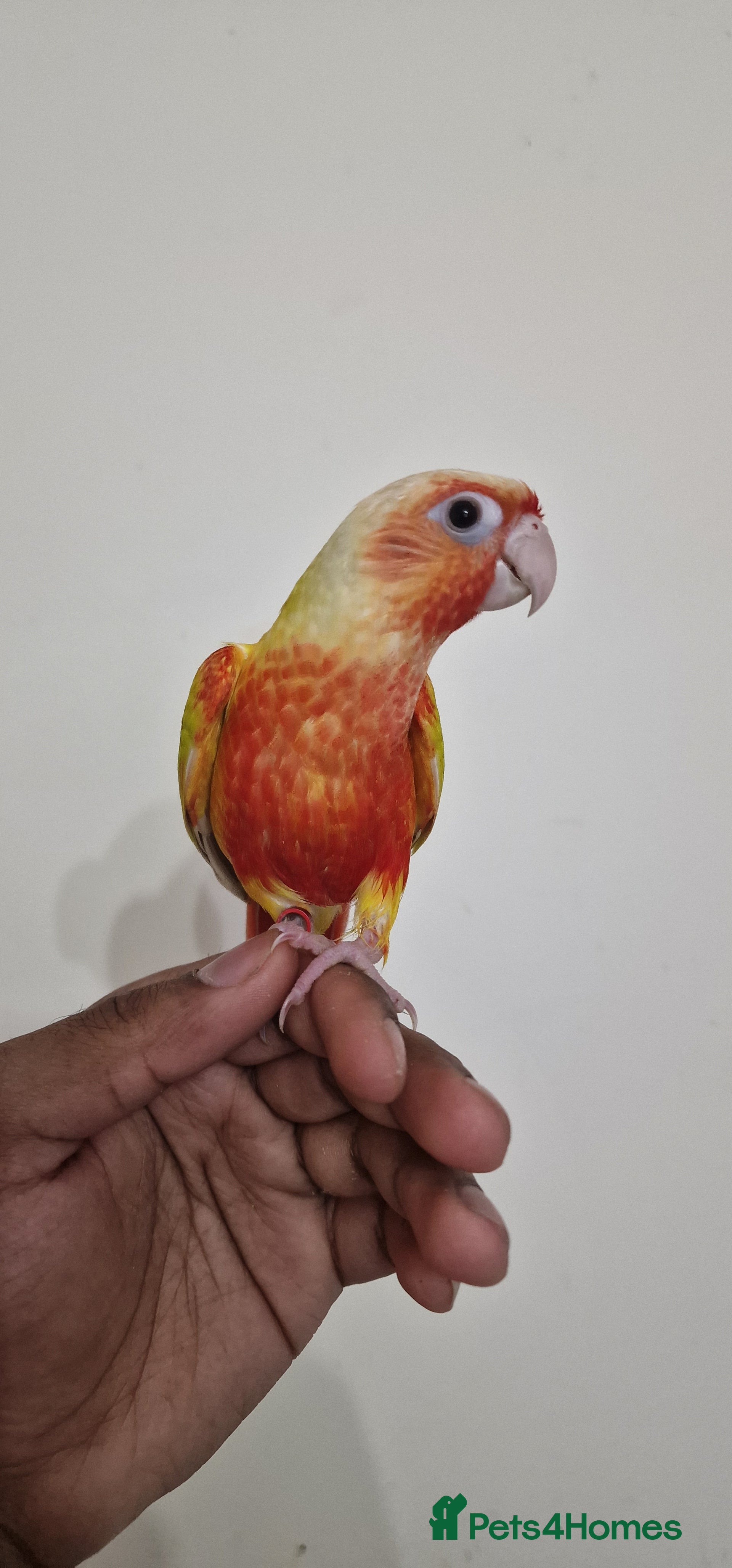 Sun Conures birds for sale | Pets4Homes