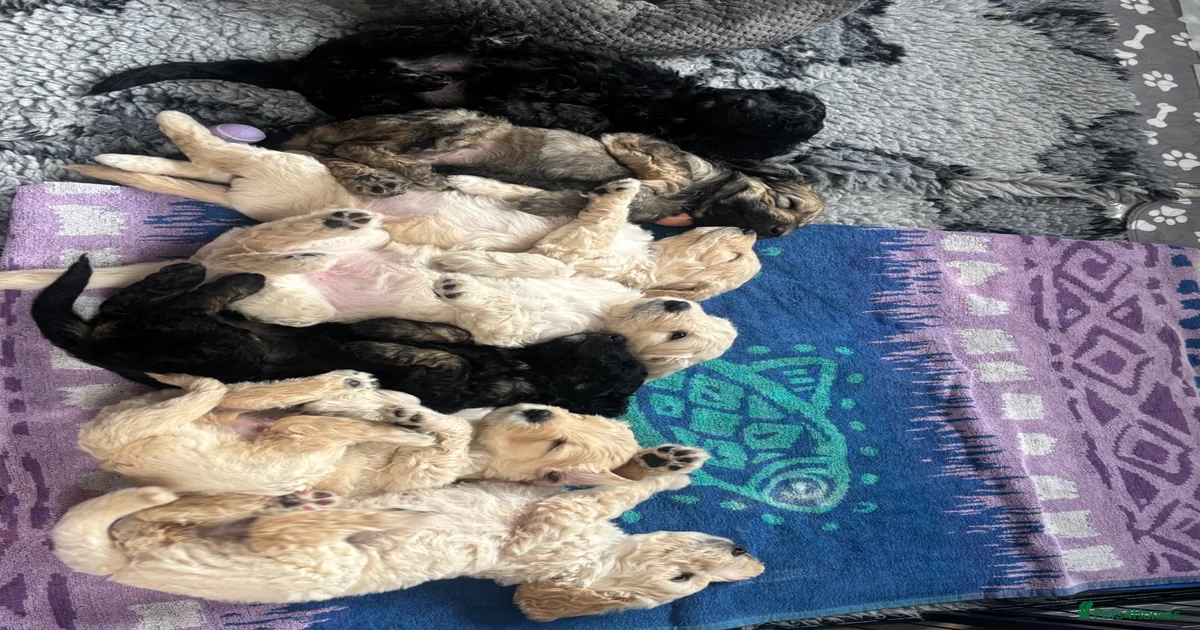 Double Doodle Puppies for sale in England | Pets4Homes