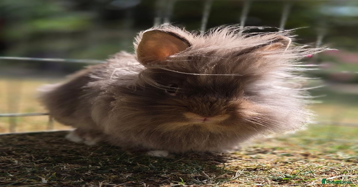 Lionhead Rabbit Bunny Doe Female for sale in | Pets4Homes