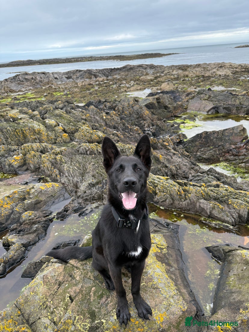 German shepherd for sale in Newtownards | Pets4Homes
