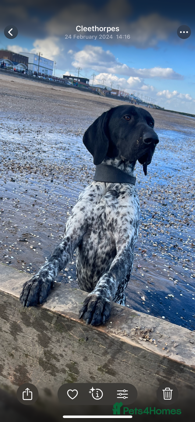 Proven - B + W KC German Shorthaired Pointer stud for stud in Alfreton ...