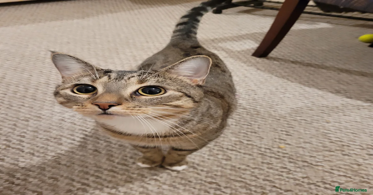 Stud cat James for stud in Stockport | Pets4Homes