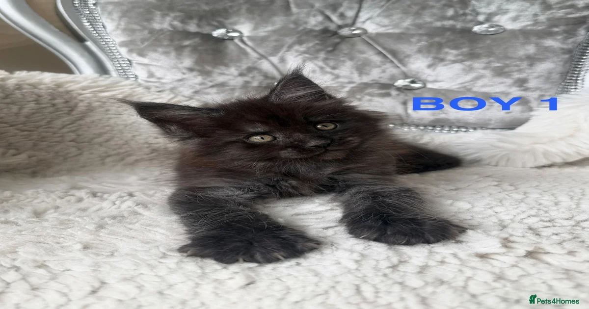 Maine Coon Kittens for sale in England | Pets4Homes