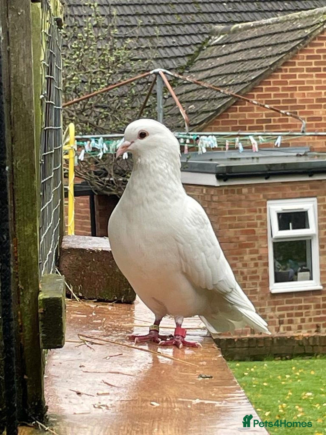 Doves birds for sale | Pets4Homes