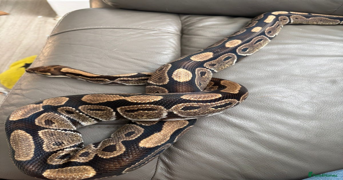 Royal python 8 year old male for sale in Herne Bay | Pets4Homes