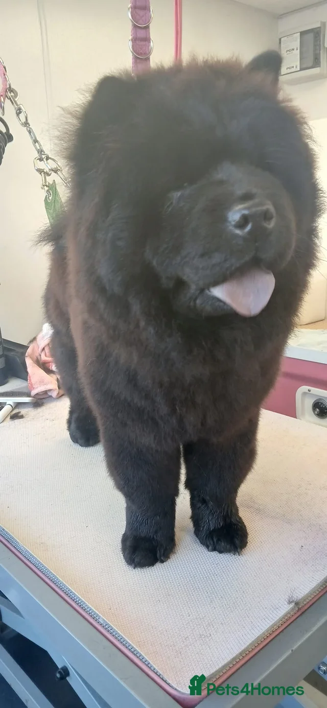 Chow chow for sale in Newark | Pets4Homes