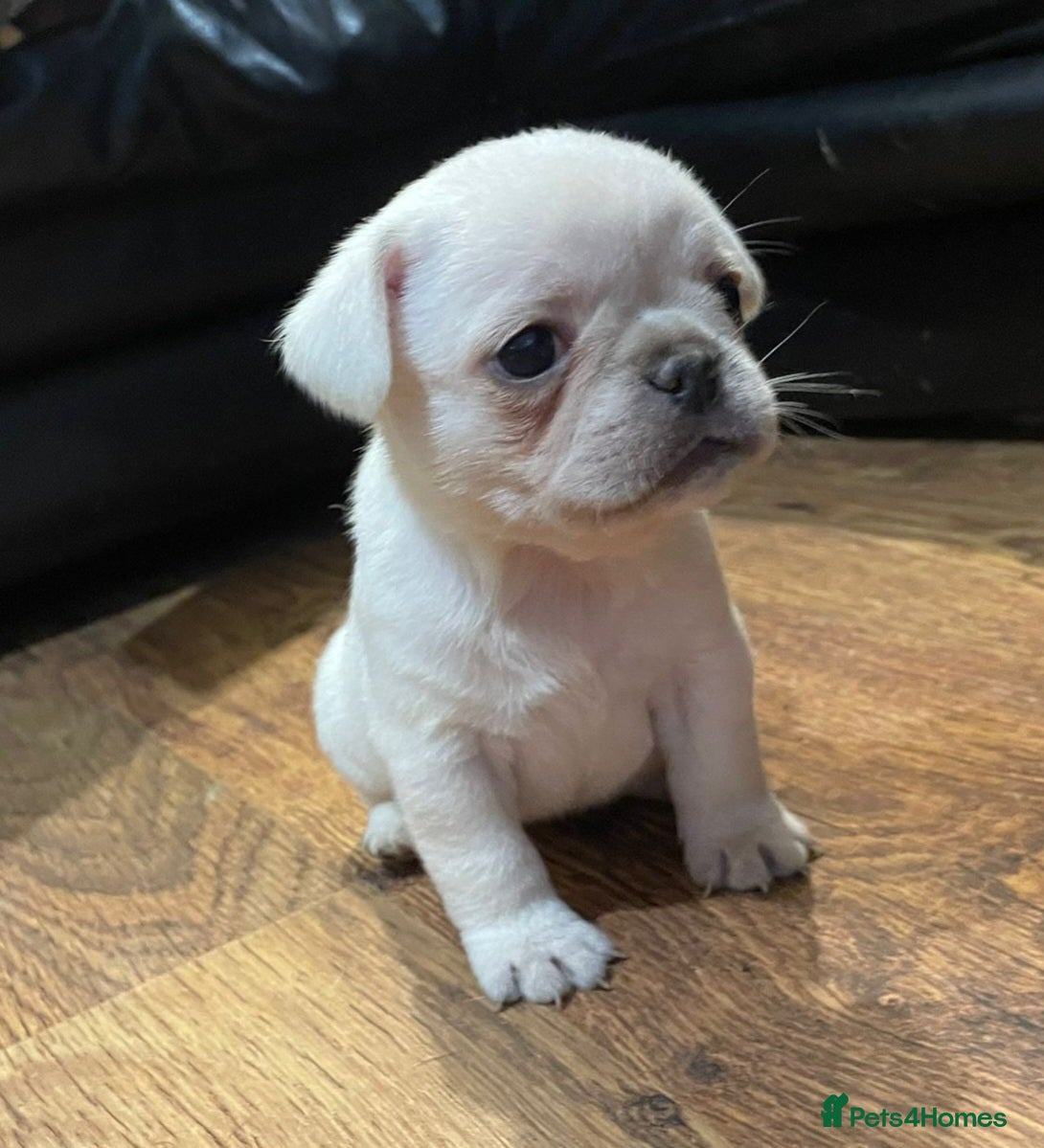 Stunning pug pups for sale in Romford | Pets4Homes