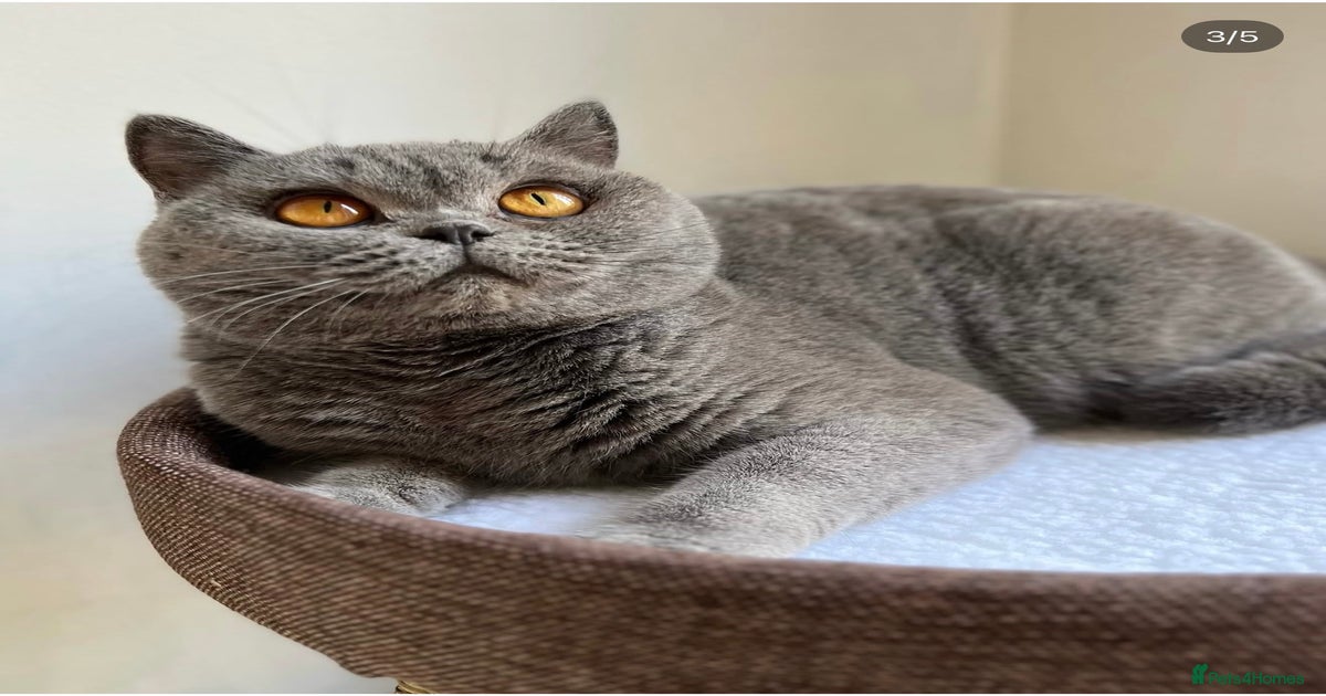 Beautiful BSH blue female cat for sale in Bordon | Pets4Homes