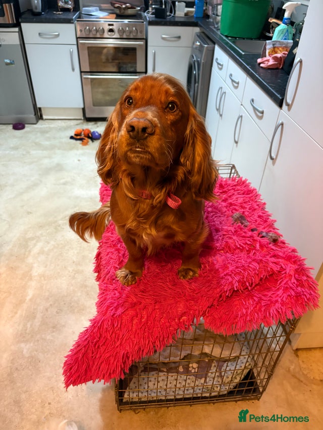 Experienced stud for stud in Callander | Pets4Homes
