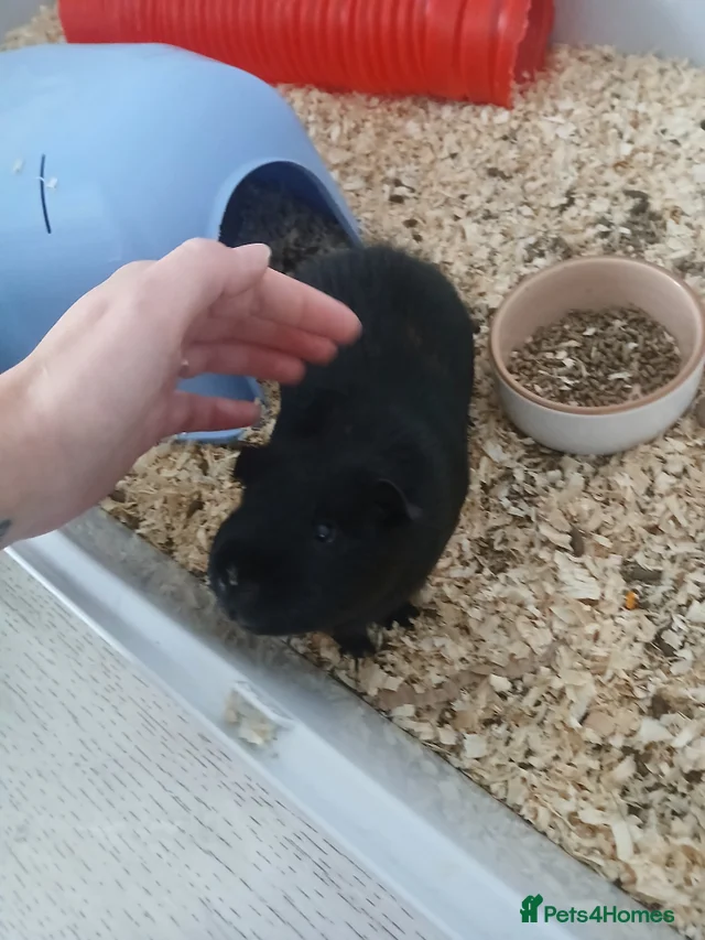 Male guinea pig for sale in Brierley Hill | Pets4Homes