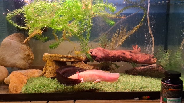 Baby axolotls wild and golden/albino for sale in Northampton | Pets4Homes