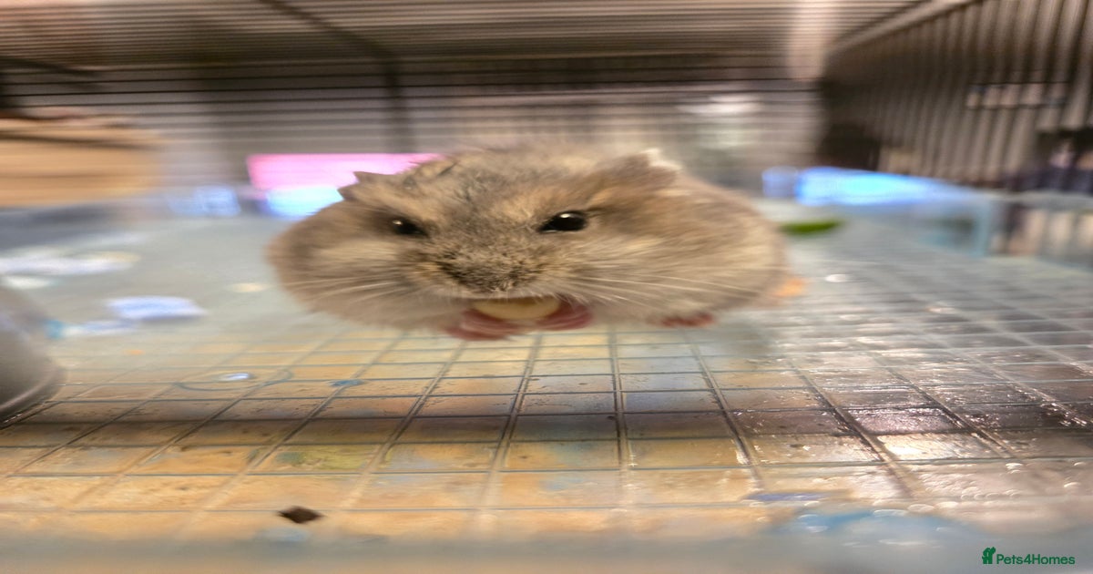 Russian dwarf hamster for sale in Willenhall | Pets4Homes