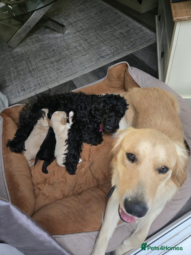 Beautiful Golden Cockapoo Retrieve puppies for sale in Chorley | Pets4Homes