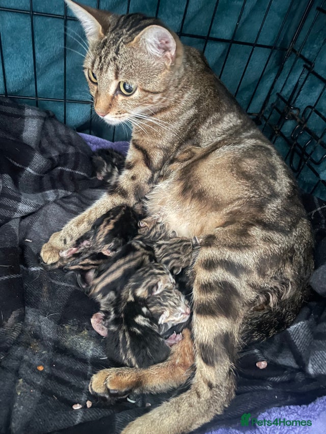 9 BENGAL RAGDOLL X KITTENS for sale in Cheddar | Pets4Homes