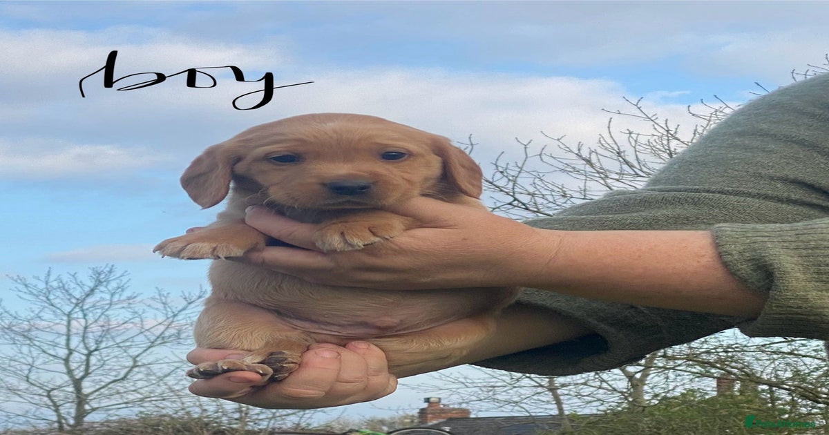 labrador Cross sprocker puppies. for sale in Tiverton | Pets4Homes