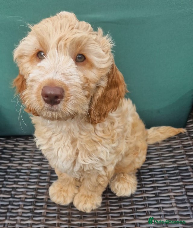 Adorable F1B Cockapoo Puppies! for sale in Guildford | Pets4Homes