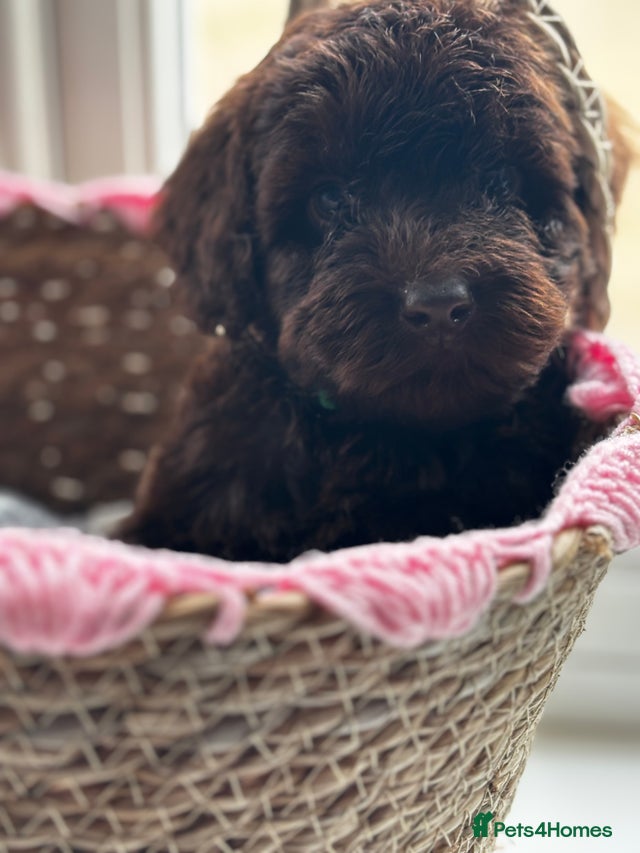 Miniature Australian Labradoodles for sale in Spalding | Pets4Homes