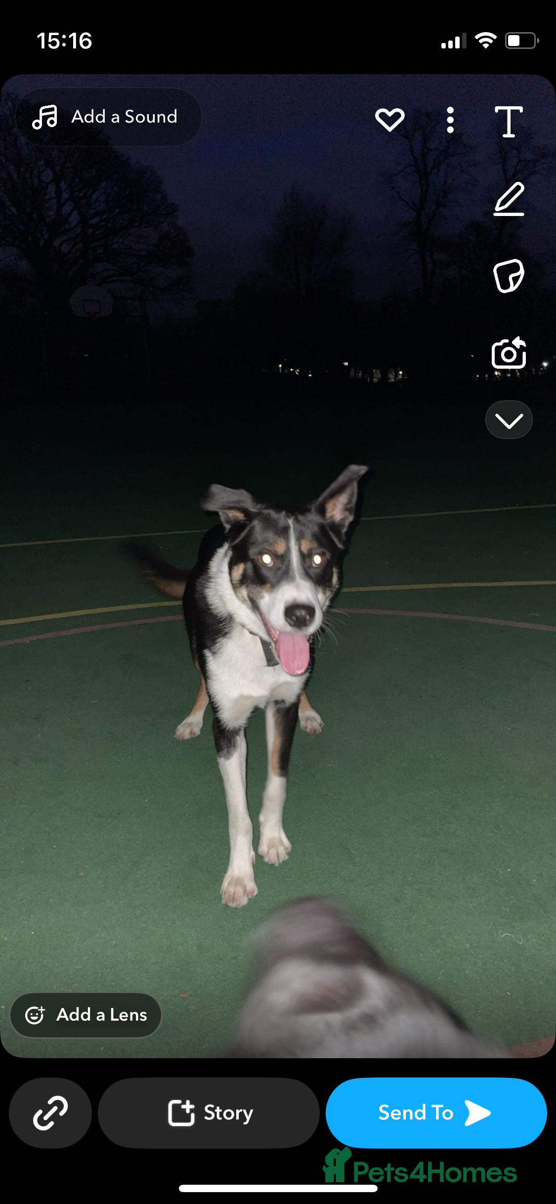 Siberian Husky X Australia Kelpie for adoption in Dumbarton | Pets4Homes
