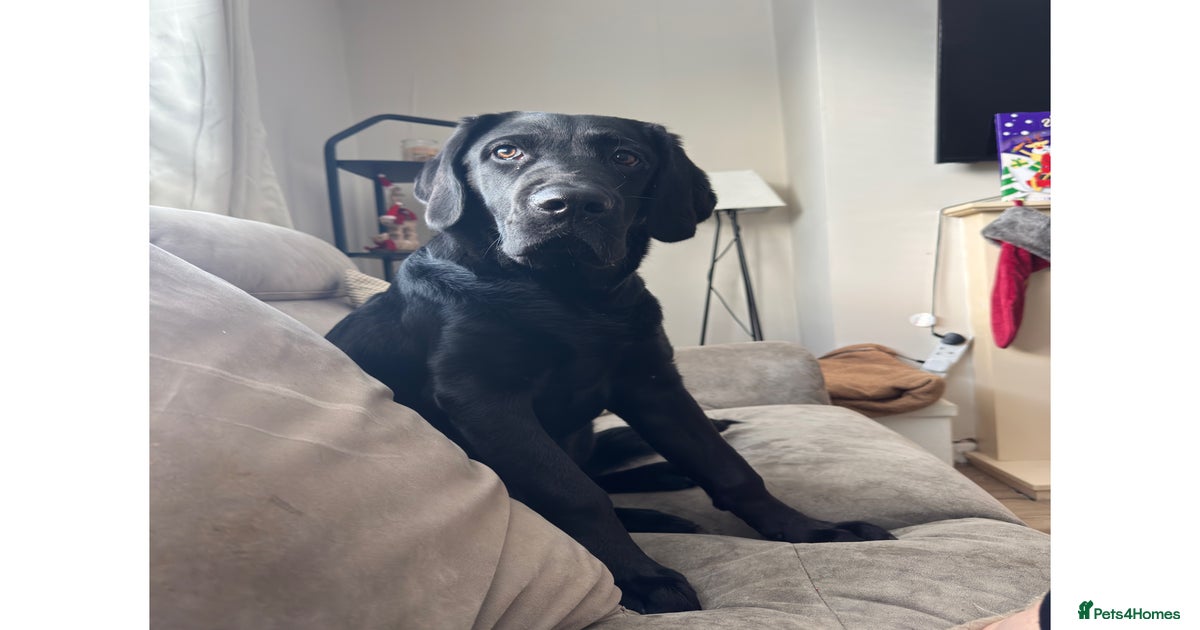 6 month old Labrador retriever for sale in Manchester | Pets4Homes
