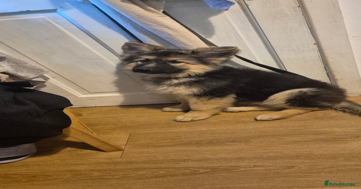 German shepherd girl for sale in Wakefield | Pets4Homes