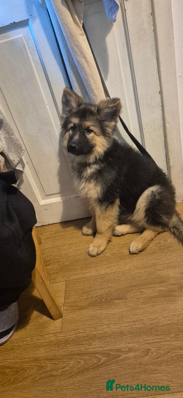 German shepherd girl for sale in Wakefield | Pets4Homes