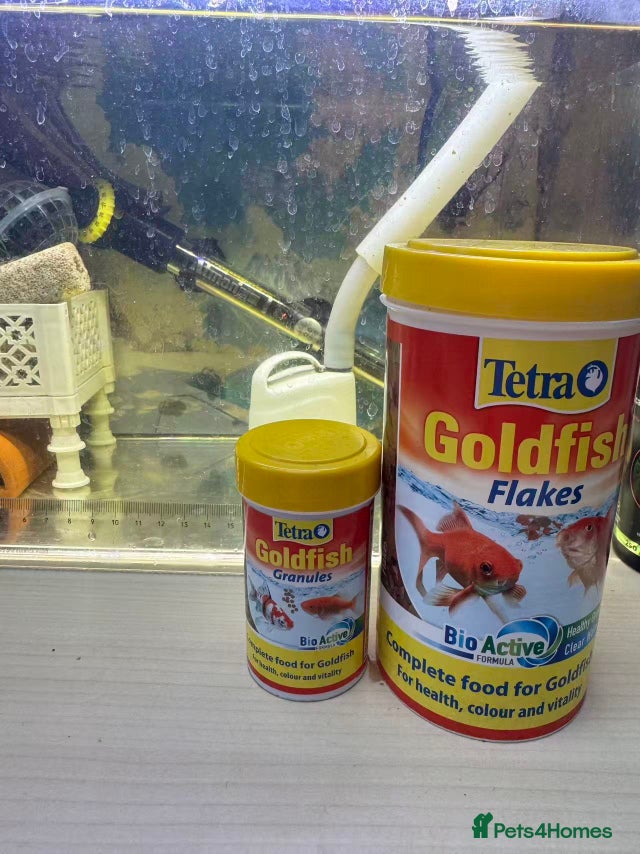 2 Goldfish – Includes Free Remaining Fish Food for sale in Bromley ...