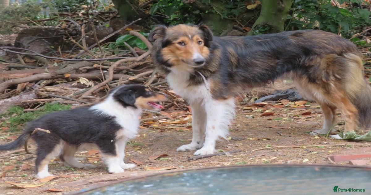 Rough collie cross for sale in Spalding | Pets4Homes