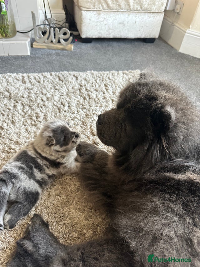 Blue Merle Chow Chow for sale in Cleethorpes | Pets4Homes