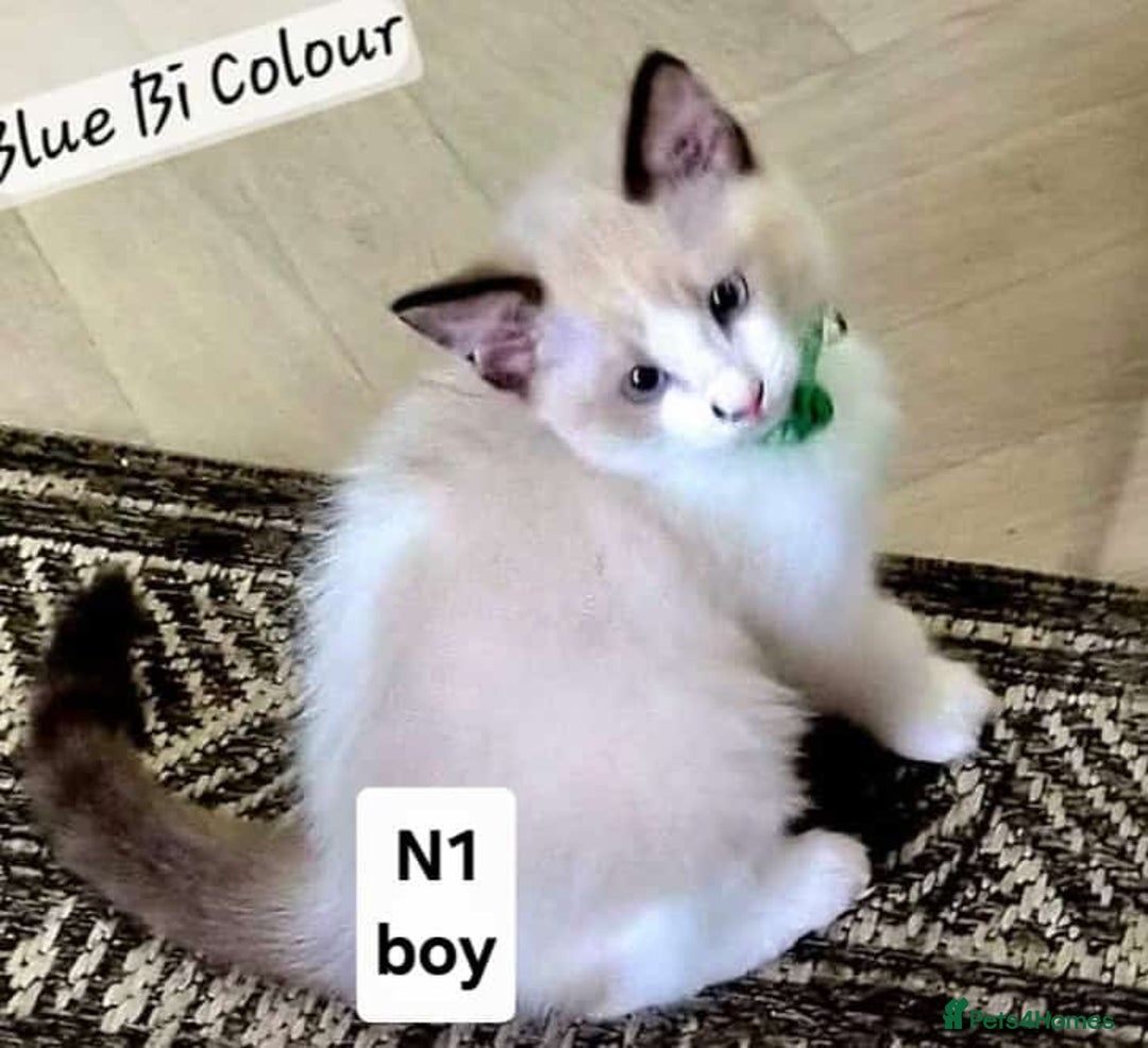 ️Beautiful Pure Ragdoll Kittens Available ️🐈 ️ for sale in London ...