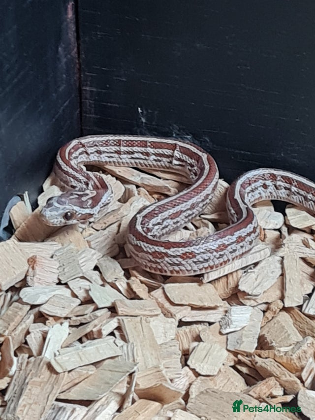 Corn snake needs rehoming for sale in Bradford | Pets4Homes