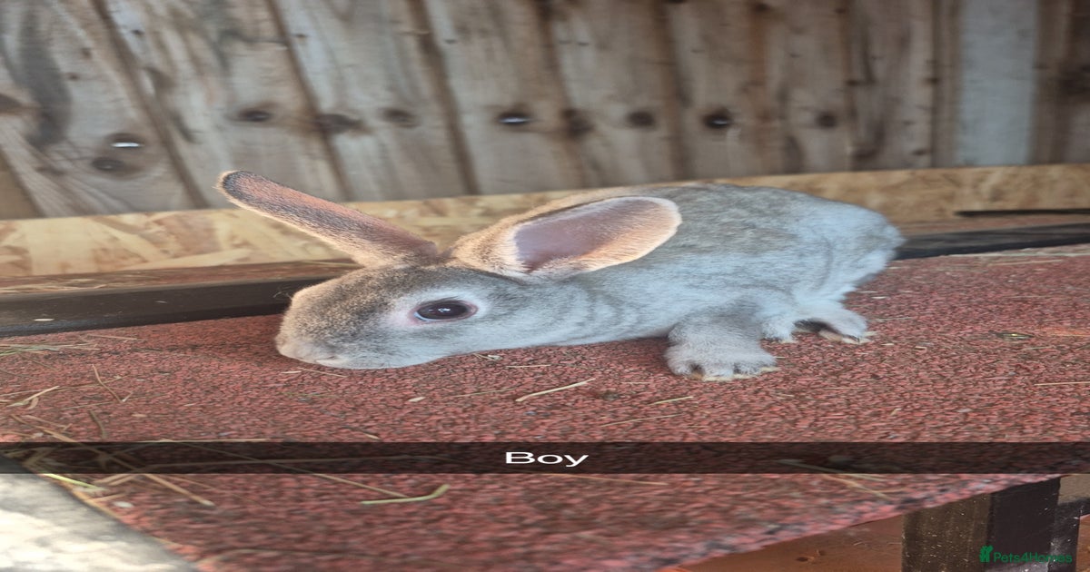 8 week old baby rex rabbits for sale in Derby | Pets4Homes
