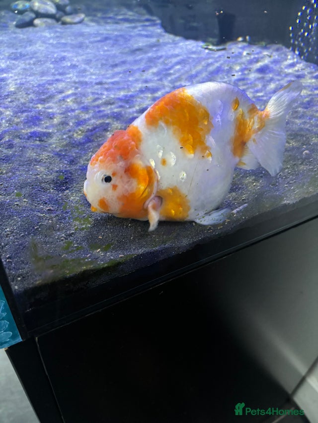 Large Fancy goldfish 1 oranda one ranchu for sale in Kettering | Pets4Homes