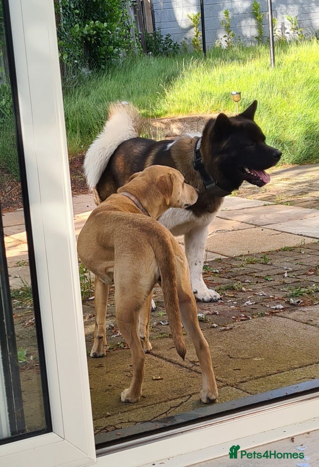 Gorgeous Labrakita (American Akita x Lab) Puppies for sale in Newport ...