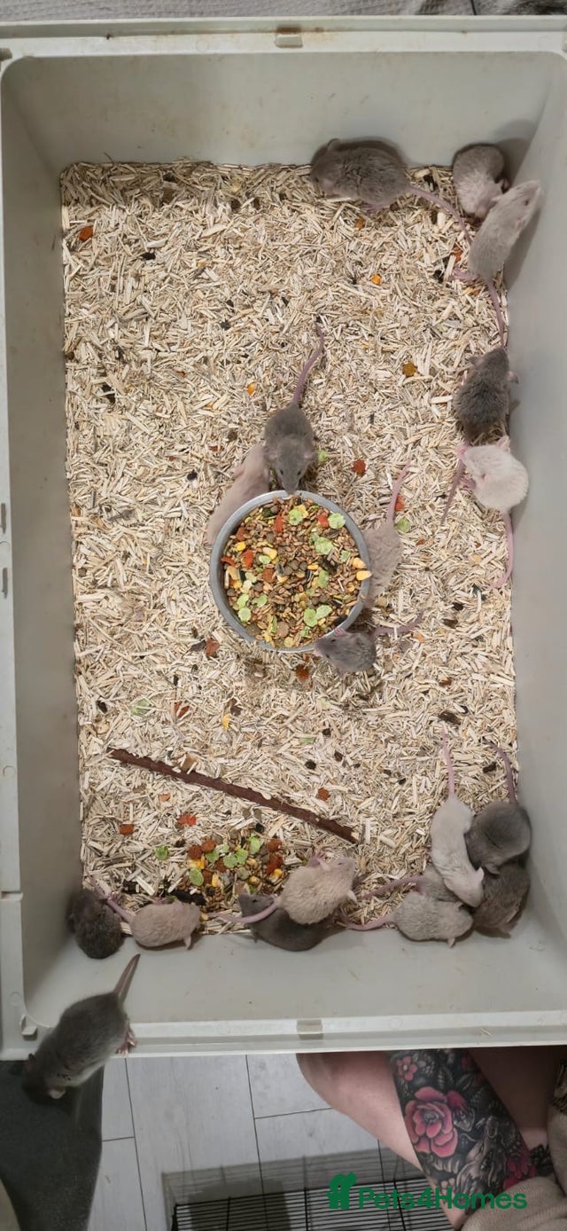 Rat breeder for sale in Croydon | Pets4Homes