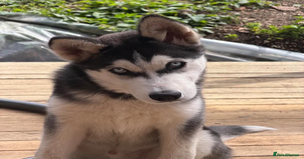 Stunning Siberian Husky Male Puppy for sale in Walsall | Pets4Homes