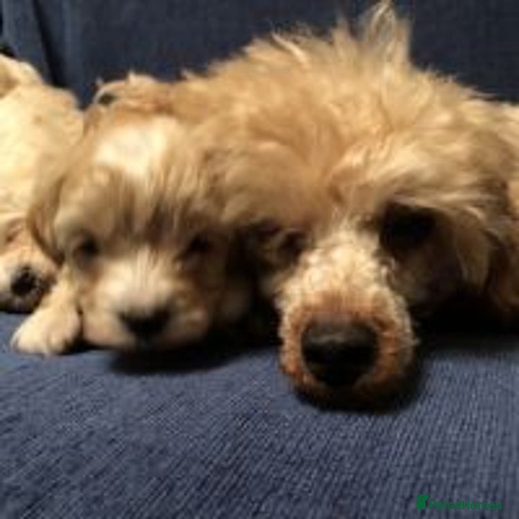 Poochon Dogs Breed - Information, Temperament, Size & Price | Pets4Homes